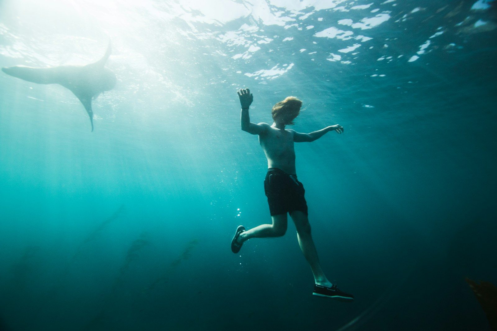 Why killer whales almost never attack humans
