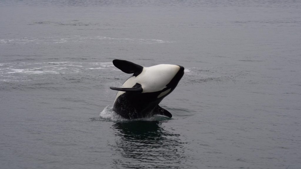 France’s captive orcas face another uncertain future