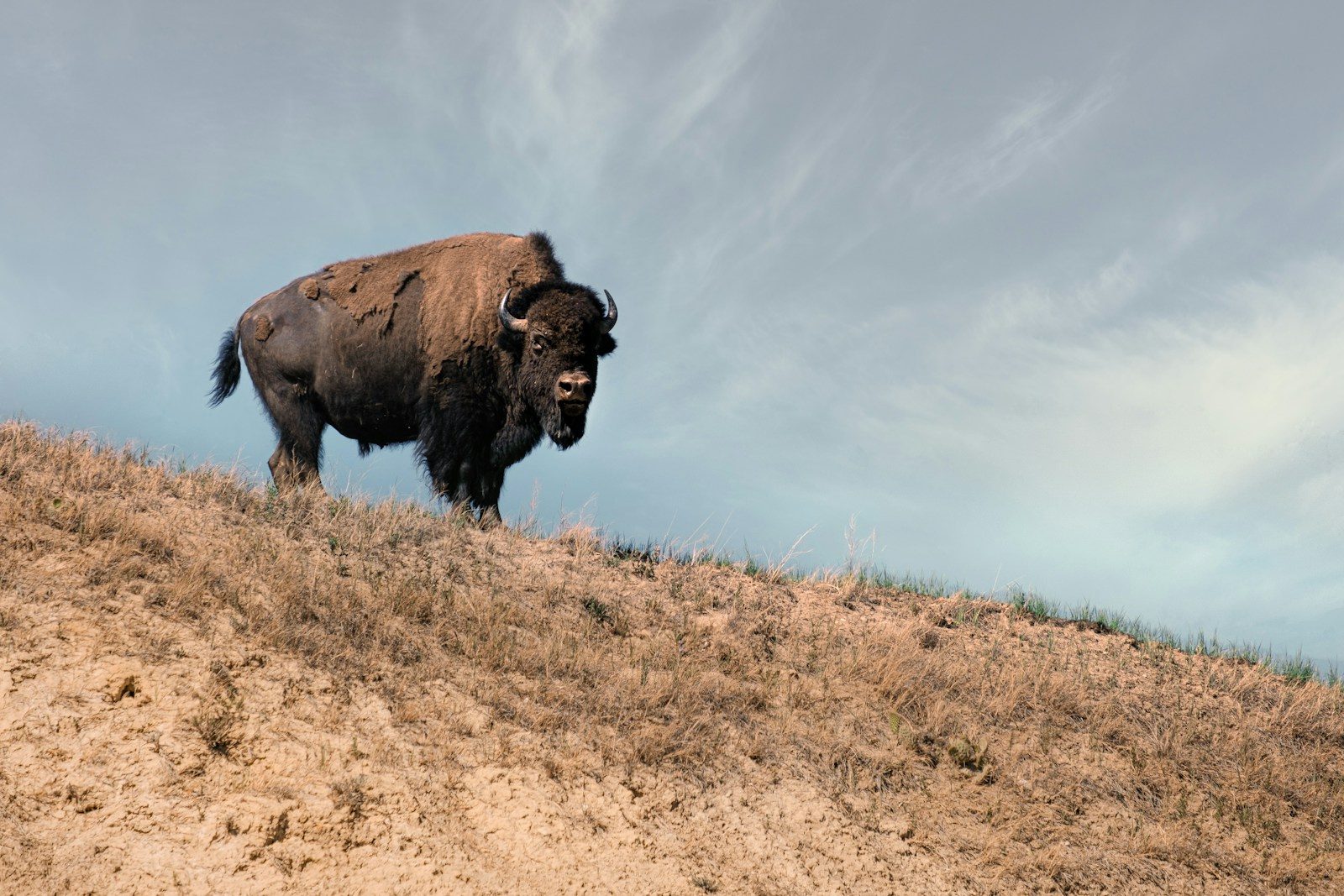 Fun facts about the American bison