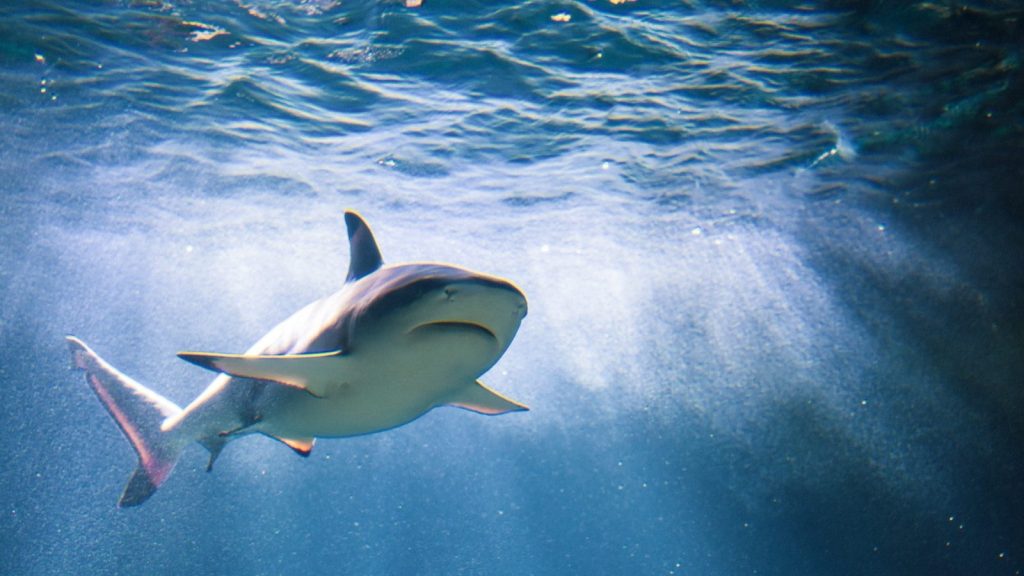 This shark has one of the most toxic bites in the ocean