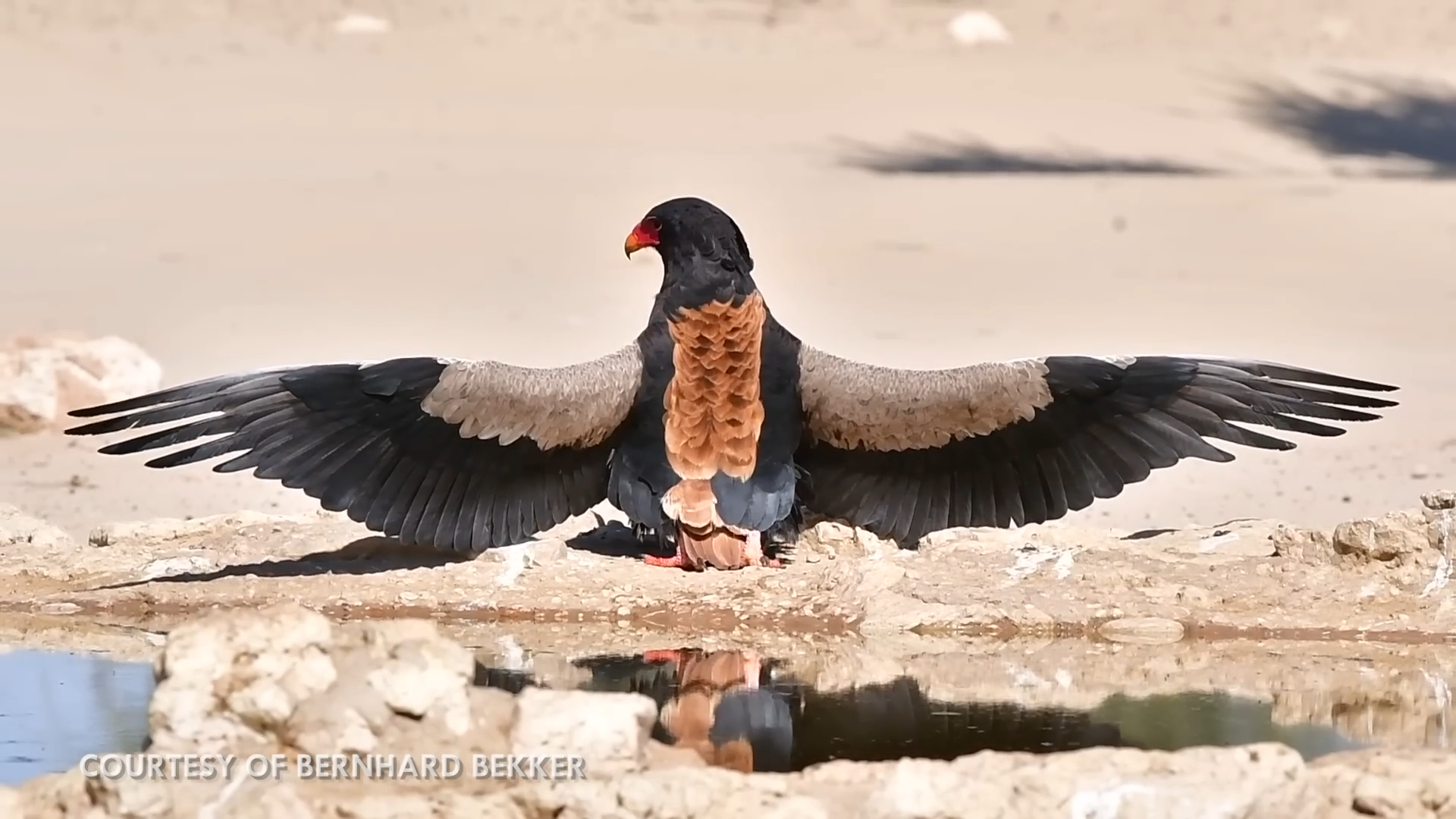 Watch what happens when an eagle drags prey off a cliff to kill it