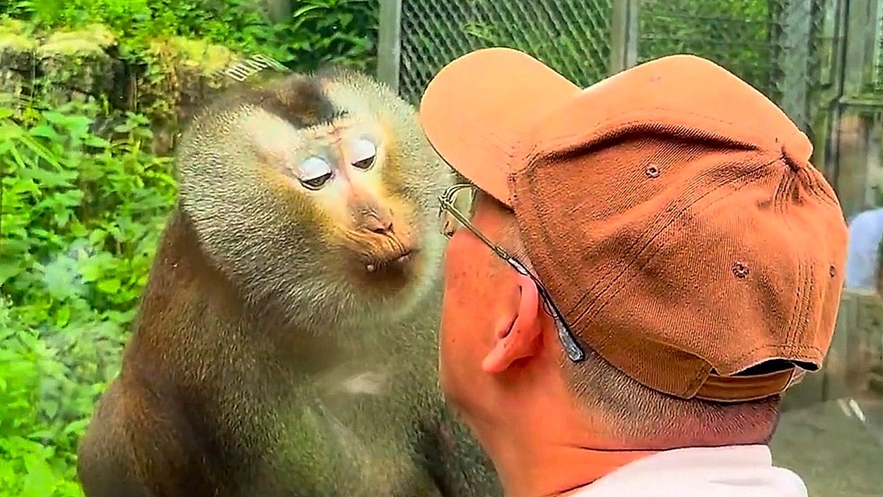 Un mono y un visitante protagonizan un tierno momento en China