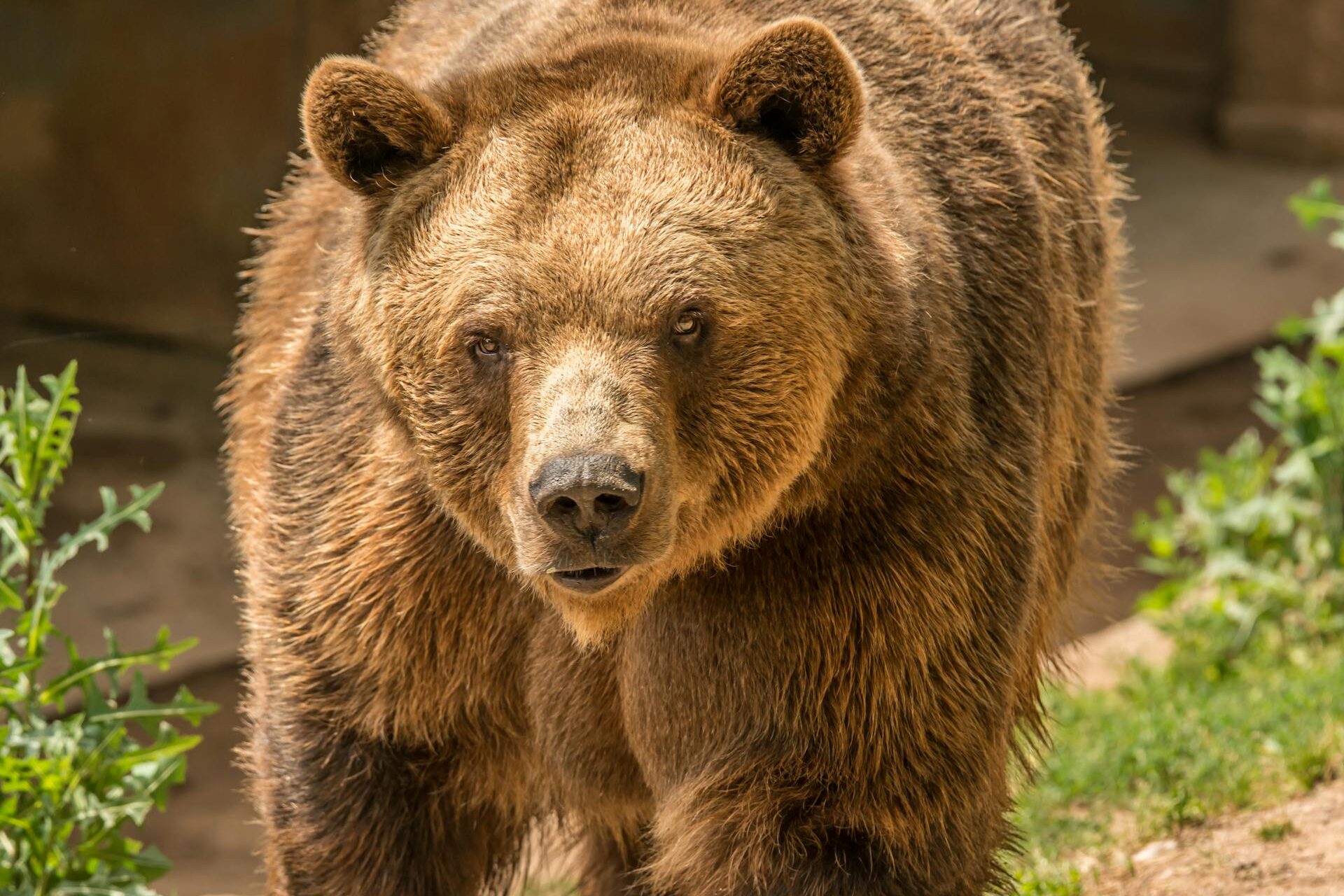 Que faire en cas d'attaque d'ours?