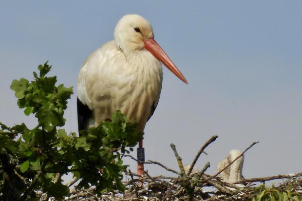 White stork chicks spotted in striking spring photographs