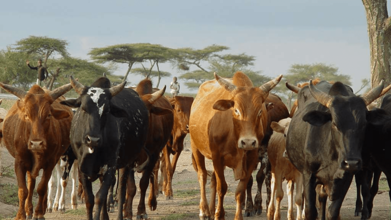 Nigeria launches coordinated livestock genetics initiative to combat ...