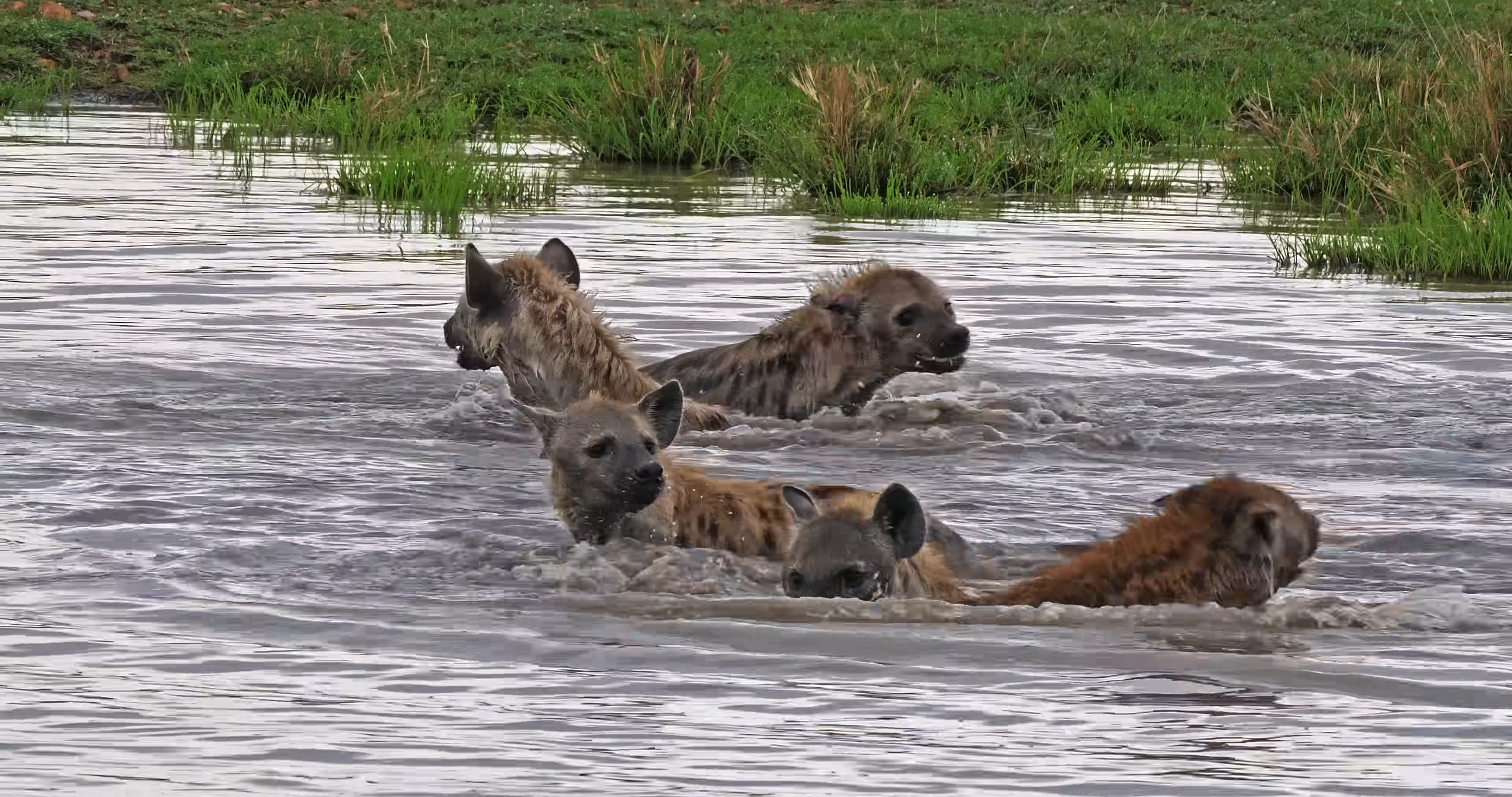 Watch what happens when female hyenas terrorize every male in the clan