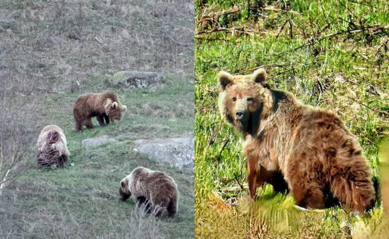Wildlife breakthrough: Rare brown bear family spotted at 2,500 metres ...