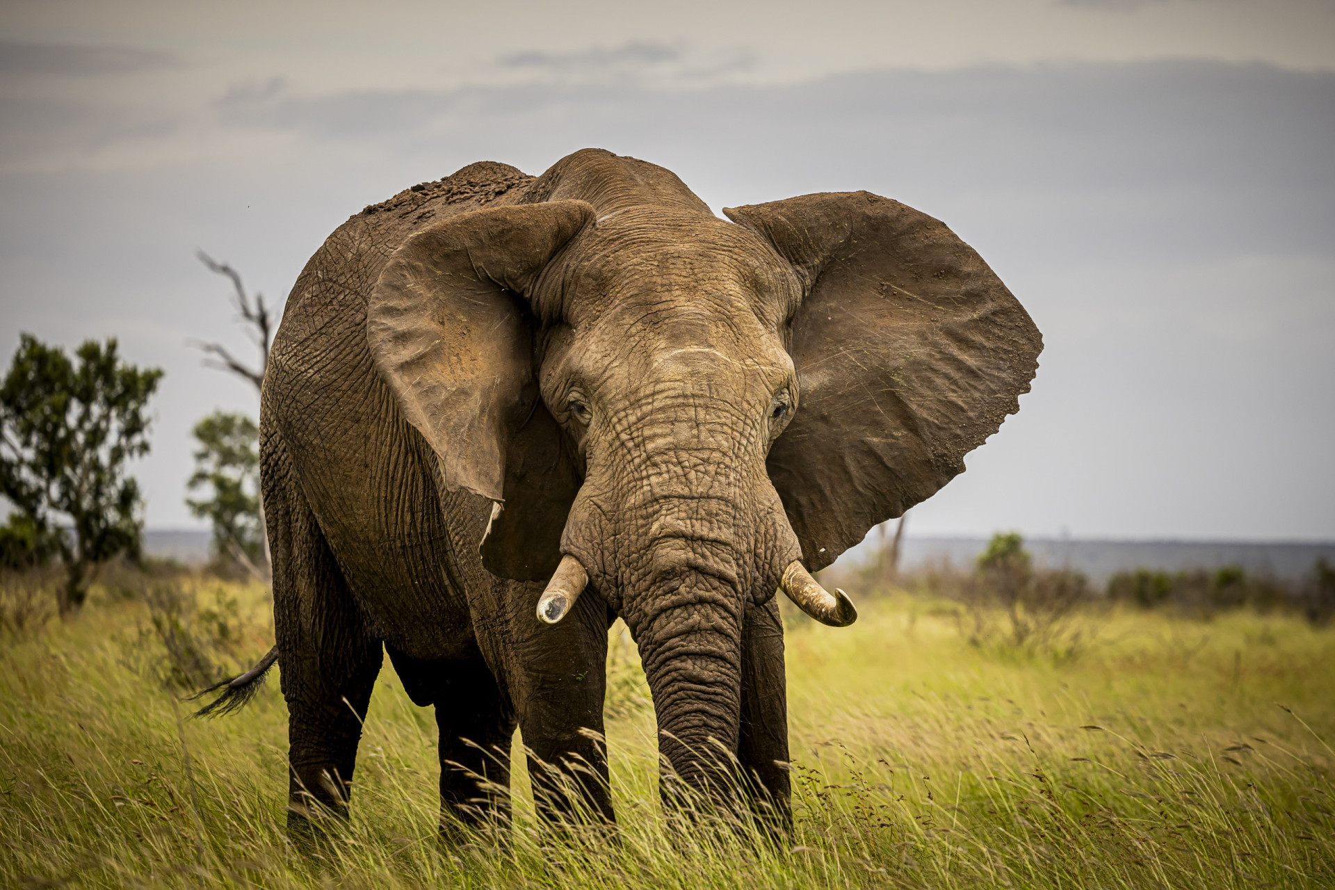 The most endangered animals in Africa