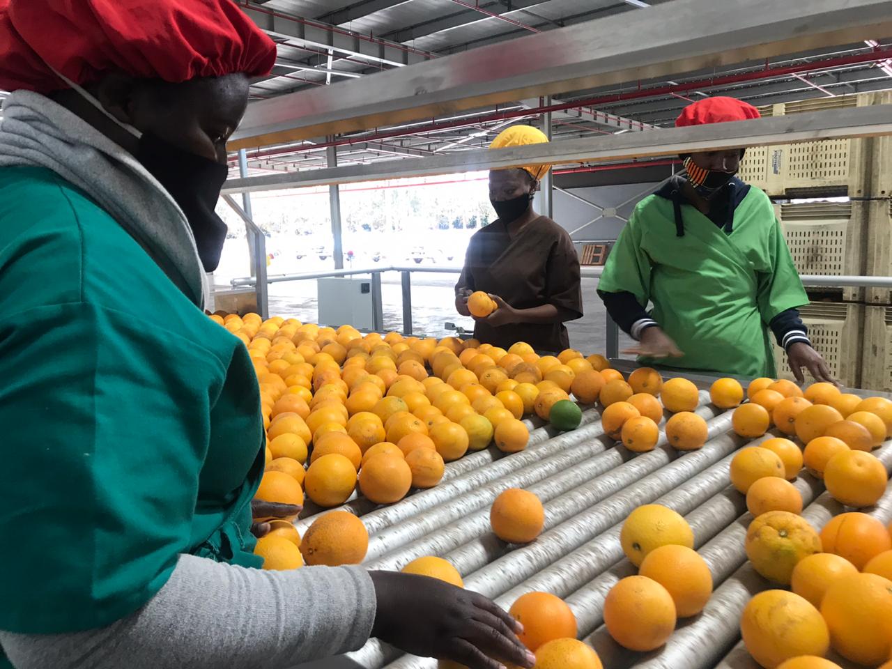 SA overtakes Spain as largest citrus exporter