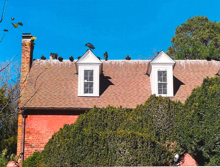 North Carolina couple accused of causing vulture invasion sued by ...