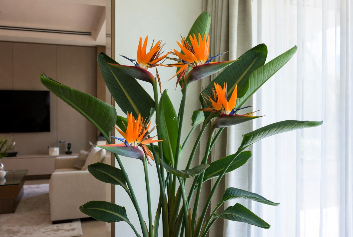 Strelitzia: Il tocco di lusso che manca al tuo soggiorno