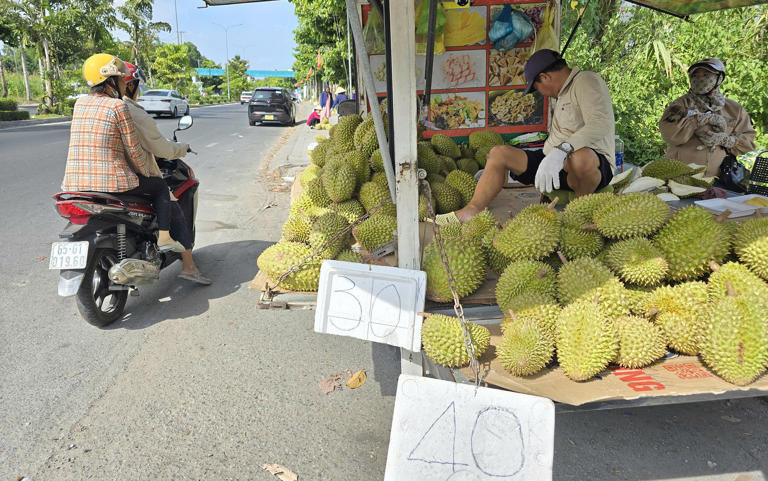 Mekong Delta durian farmers face losses as prices plummet