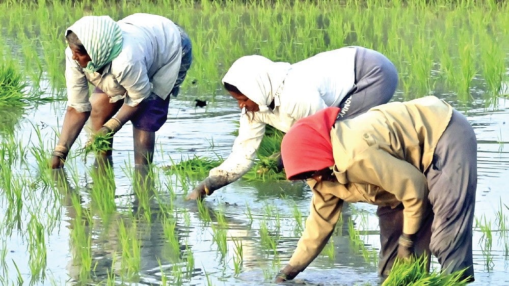 Paddy remains Telangana farmers' top preference as profit beats other ...