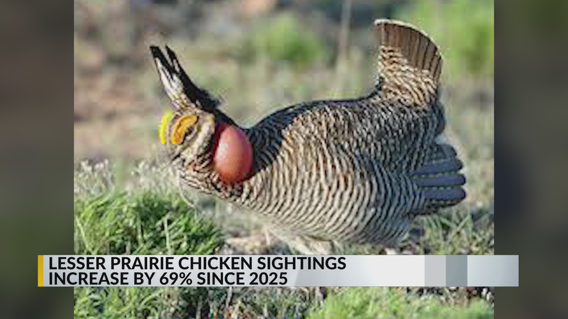 Lesser prairie-chicken sightings increase by 69% since 2025