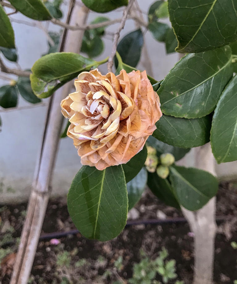 Don't deadhead these 5 plants – the surprising reason faded flowers are ...