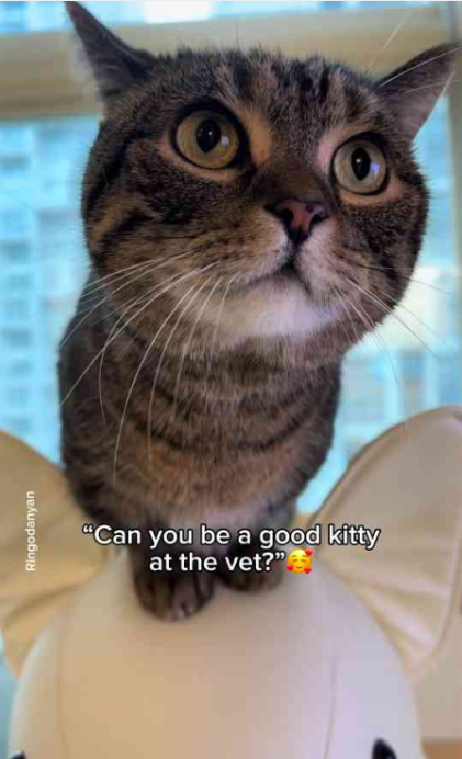 Angel at home devil at the vet funny cat personality switch