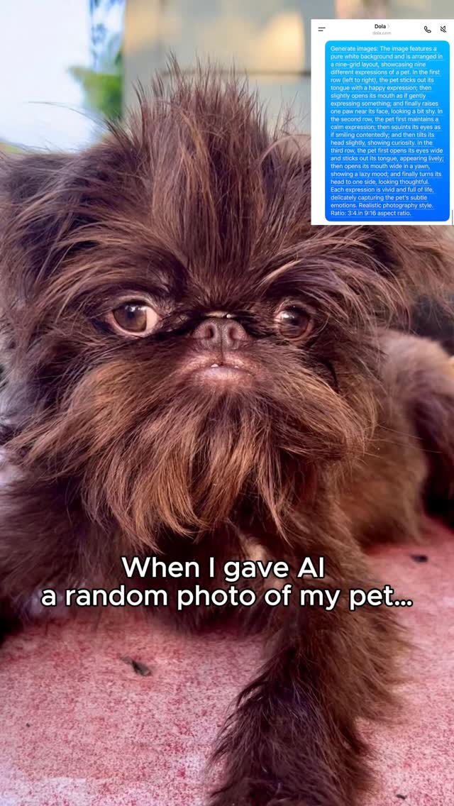 Meet Suki the dog with hilarious facial expressions
