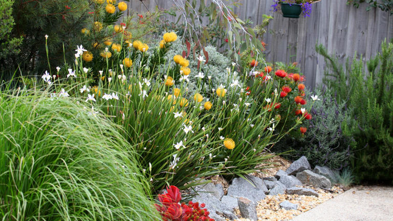 How to kill off your lawn and plant a native garden instead