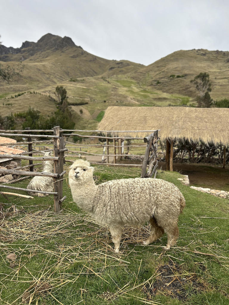 Peru’s potato guardians are fighting climate change