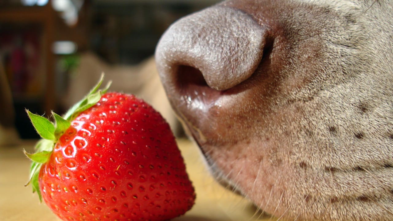 Das sollten Halter wissen - dürfen Hunde und Katzen Erdbeeren essen?