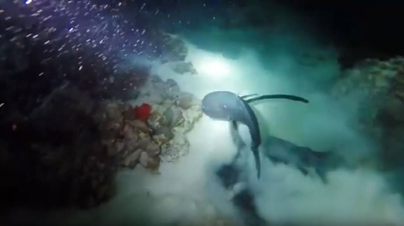 Il video del fondale di Alimathà e la sua ricca fauna marina: squali ...
