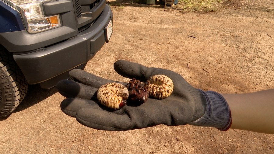 Invasive Coconut Rhinoceros Beetles Found in Lanai