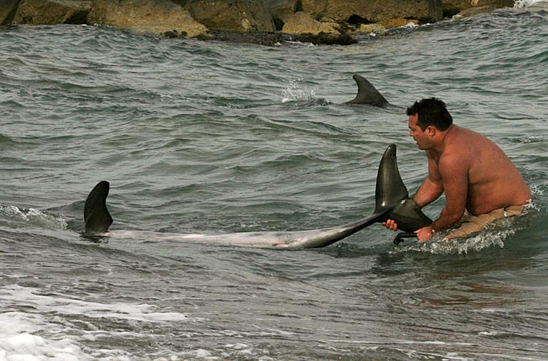 Rise in dolphin and whale sightings in Cyprus prompts increased ...