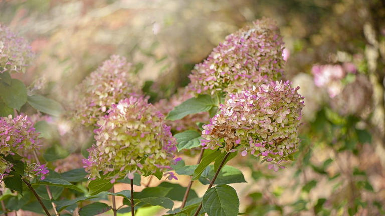 Don't deadhead these 5 plants – the surprising reason faded flowers are ...