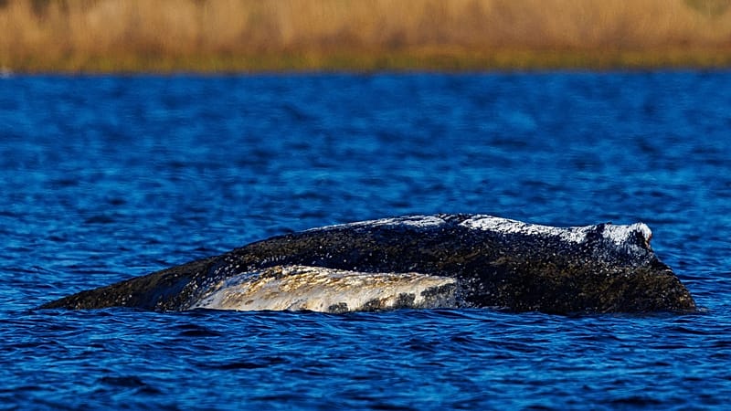 Balena morta al largo della Danimarca: è Timmy?