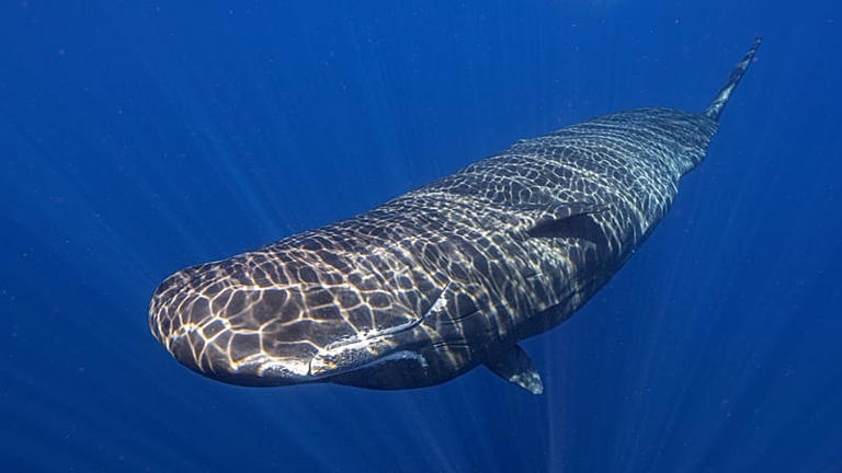 Rise in dolphin and whale sightings in Cyprus prompts increased ...