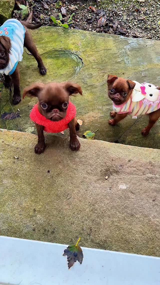 Brussels Griffons being dramatic caught on camera