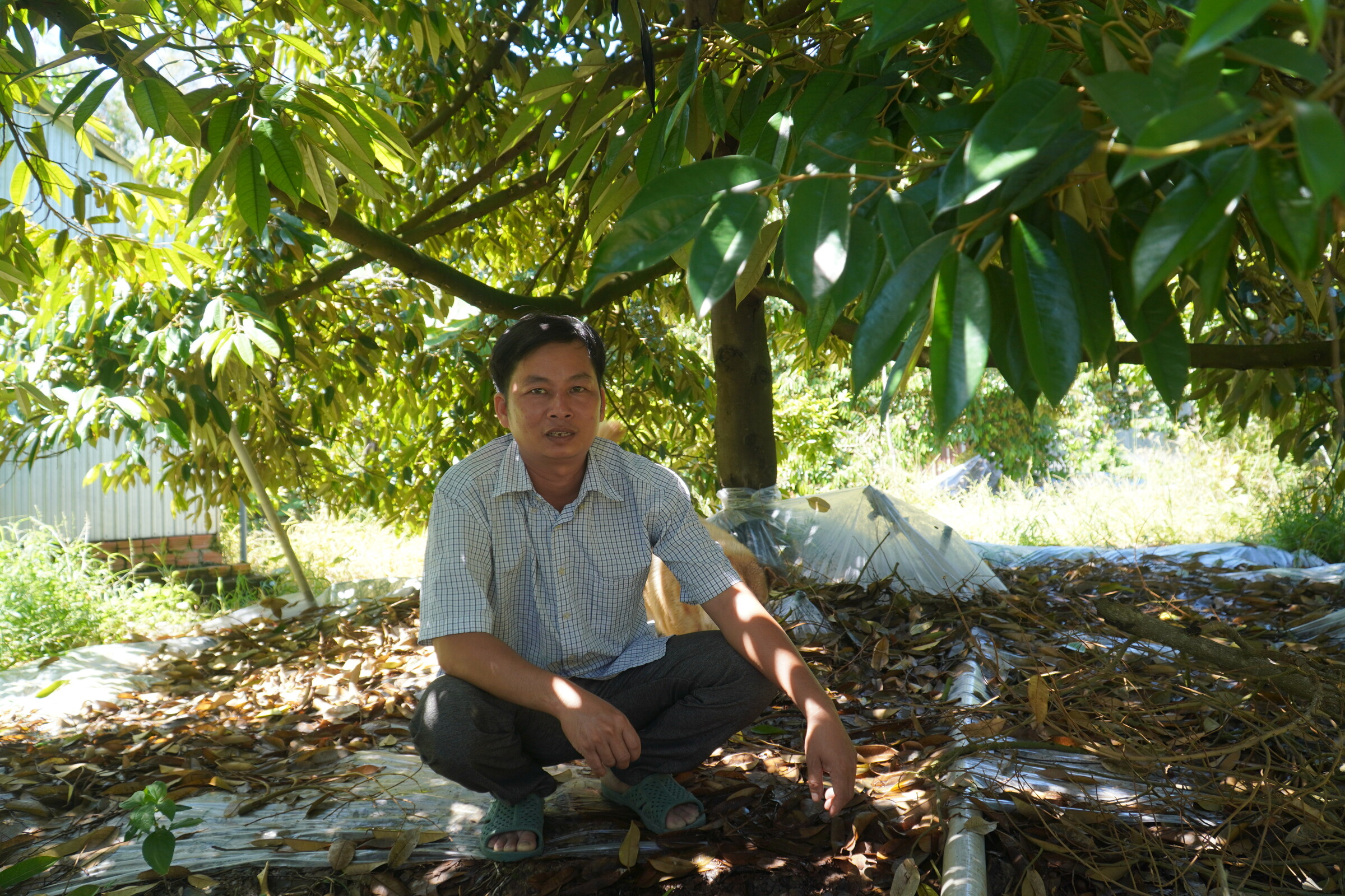 Mekong Delta durian farmers face losses as prices plummet