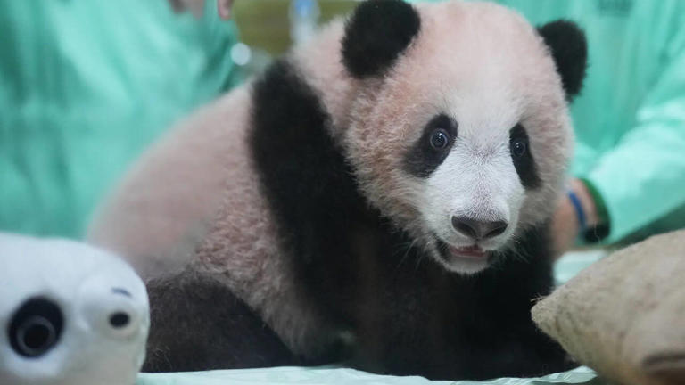 Indonesia's first giant panda cub, Rio, thrives ahead of public debut