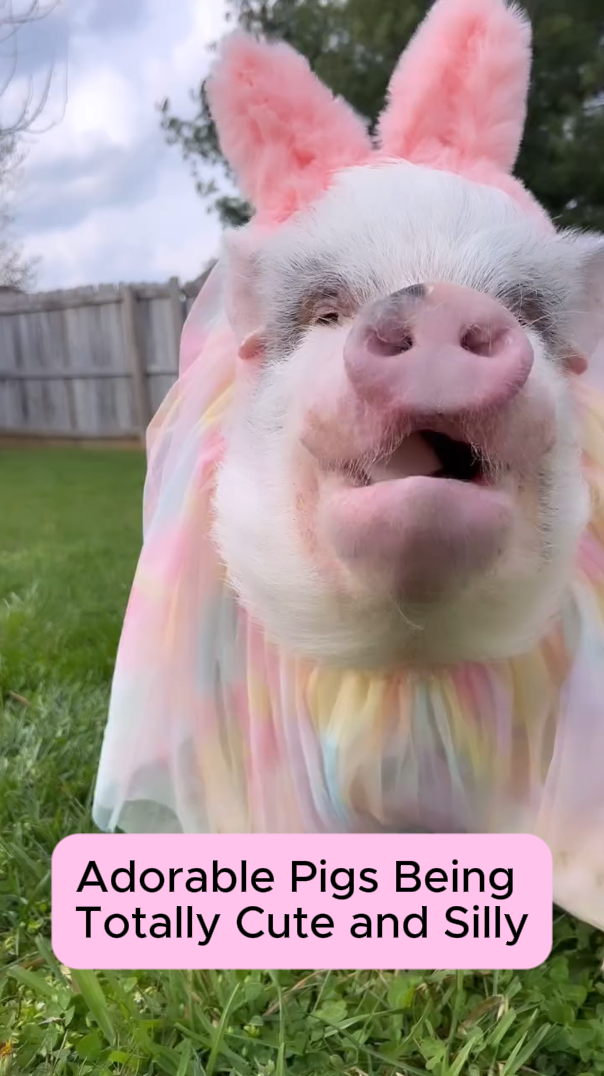 Adorable pigs being totally cute and silly