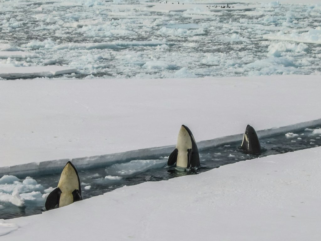 France’s captive orcas face another uncertain future