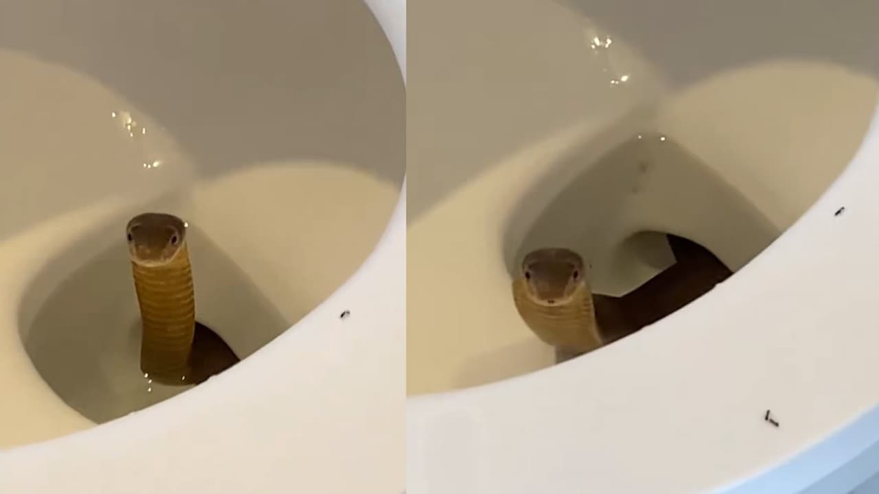Philippines guests shocked as ‘blocked toilet’ turns out to be a king ...