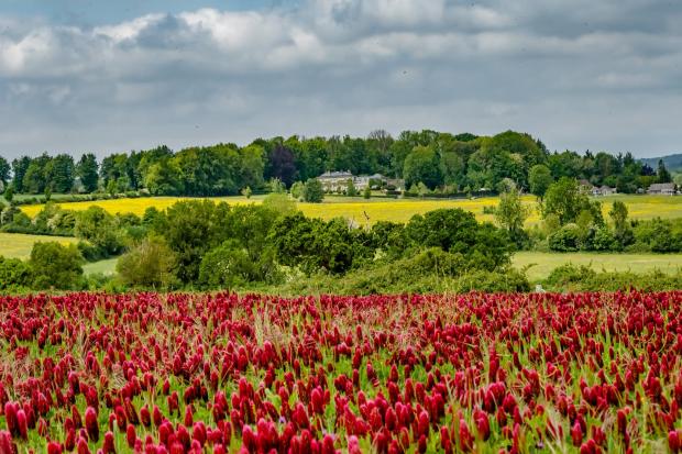 Mystery red fields appear in Dorset – and photographers can’t get enough