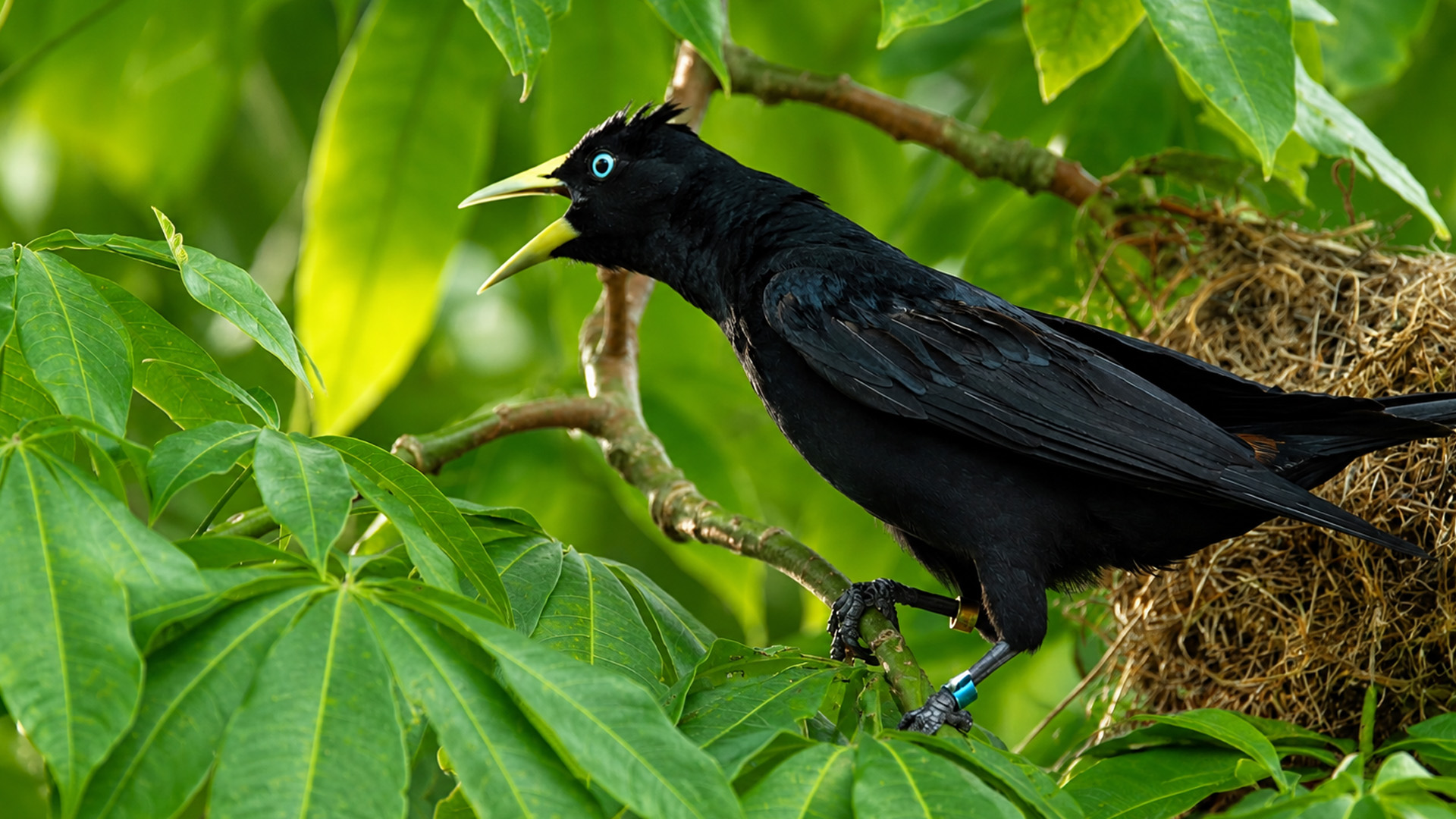 Cameraval legt zwarte vogel vast die luid roept vanaf bos takken
