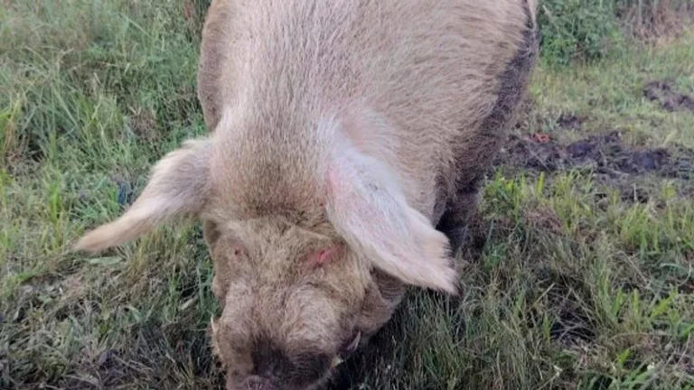 Beloved Durban pig Nunu shot after brutal Phoenix attack