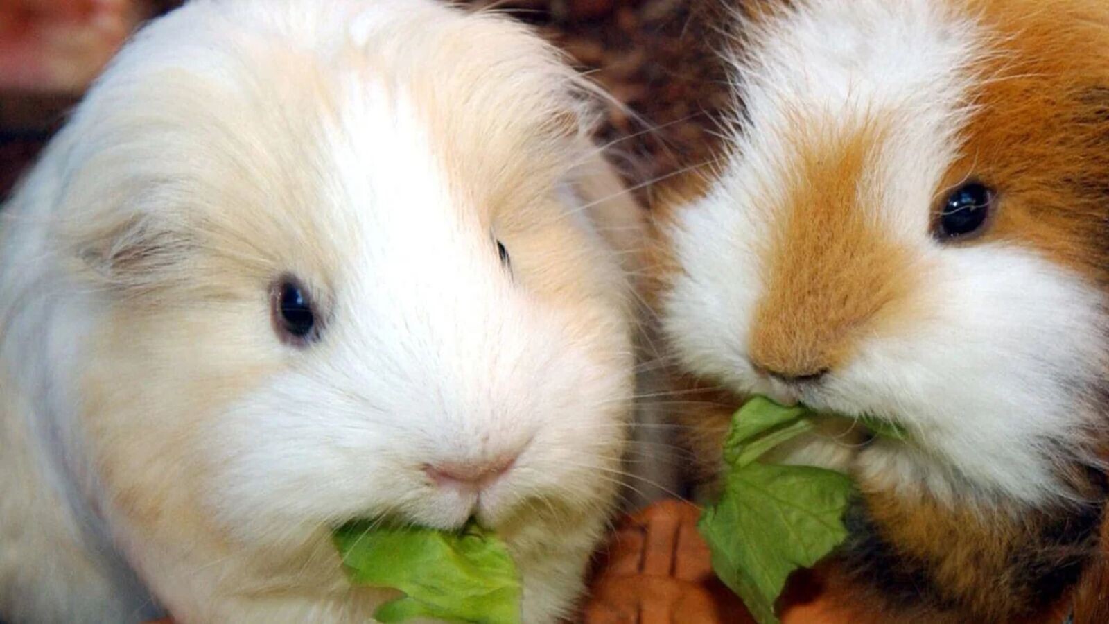 18 random facts to permanently occupy your brain