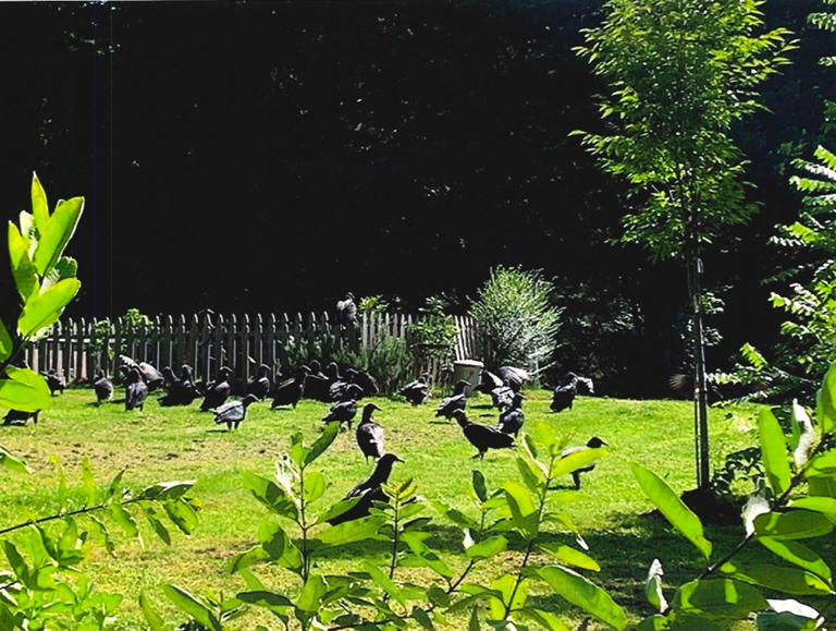 North Carolina couple accused of causing vulture invasion sued by ...