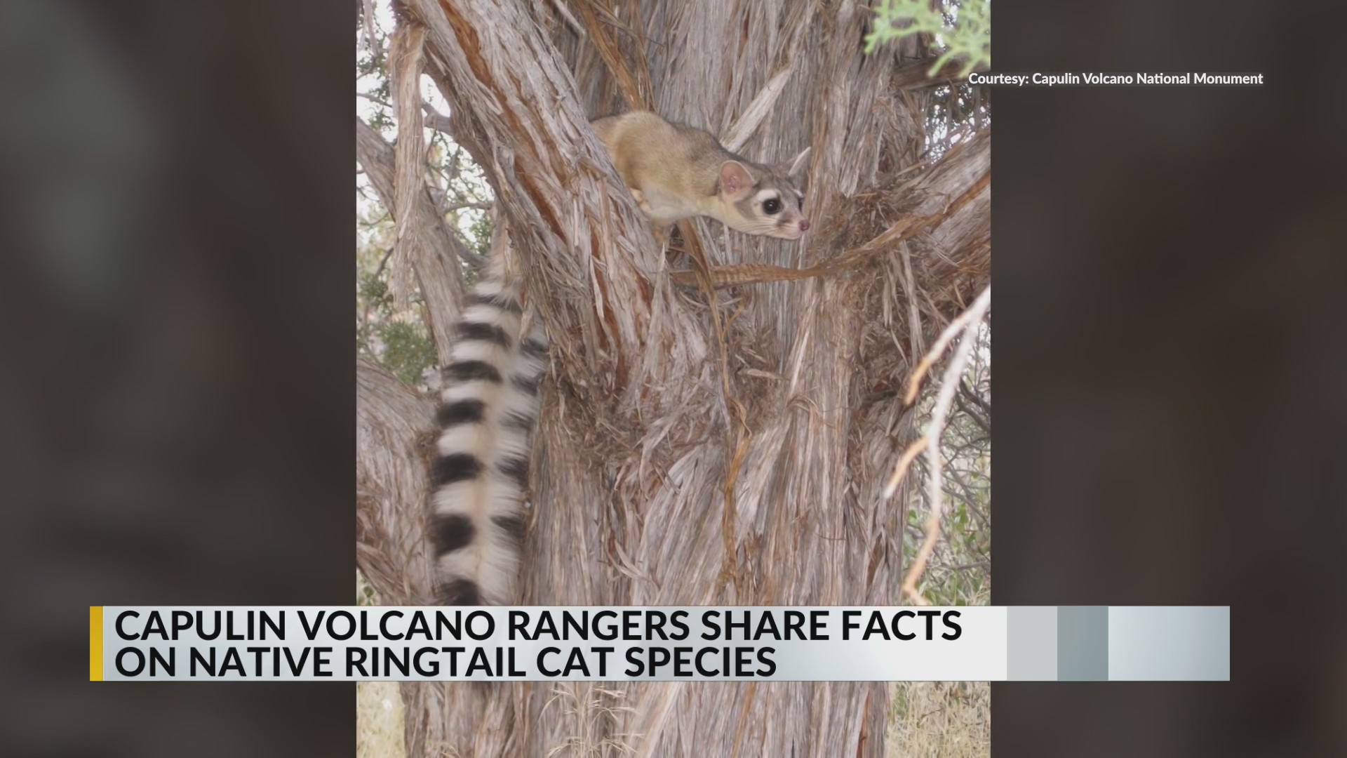 Capulin Volcano rangers share facts on native ringtail cat species