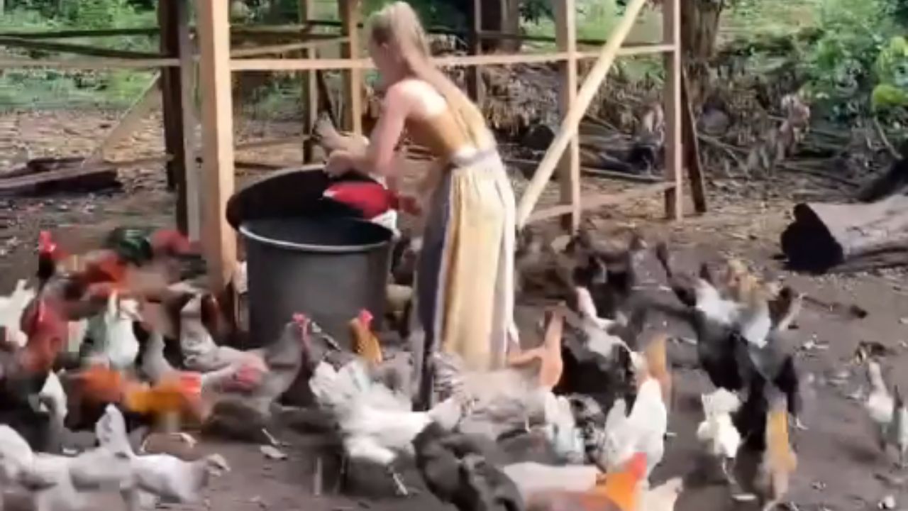 Chickens swarm in a swirling vortex as they greet the woman who feeds them