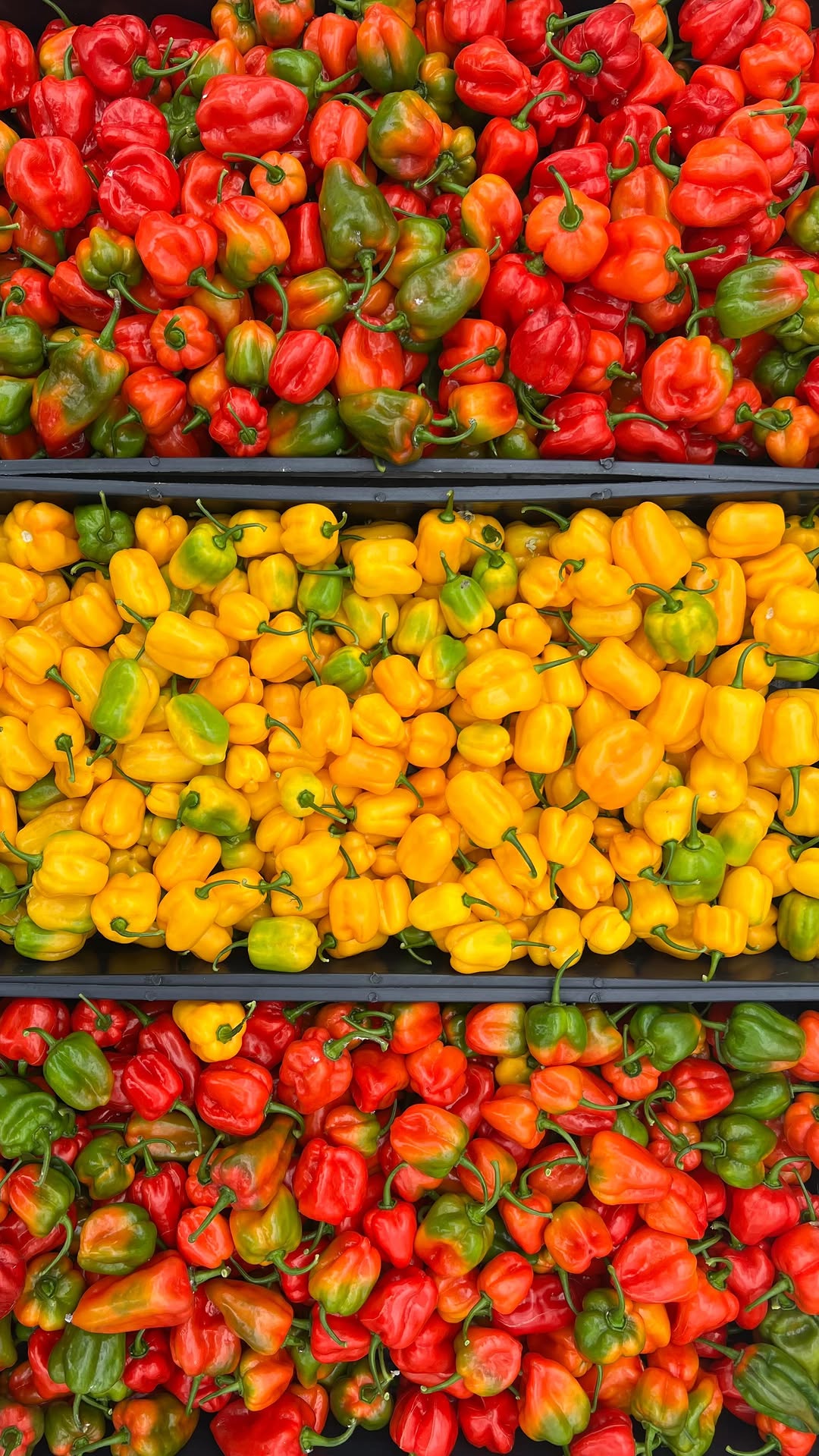 Update on our habanero peppers
