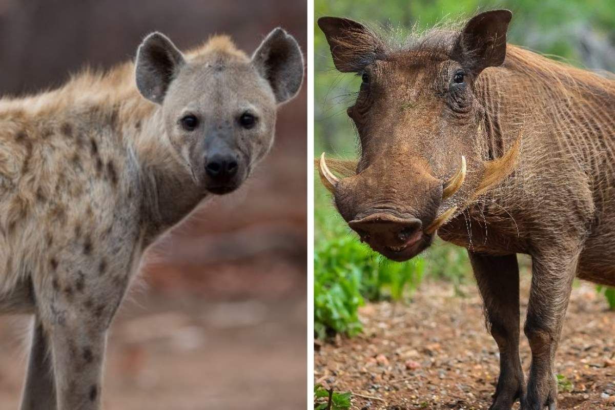 Meet the 'Ugly Five' animals of Africa
