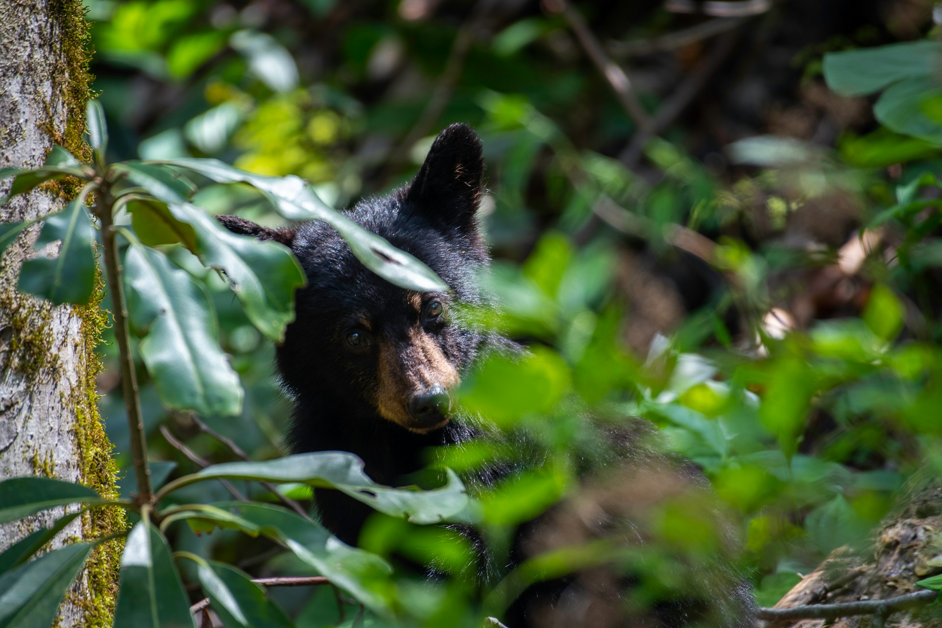 Que faire en cas d'attaque d'ours?