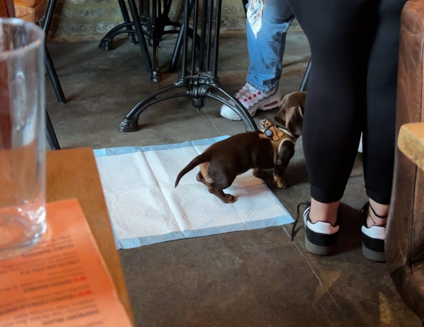 Gordon Ramsay hits back at viral dog video from London restaurant