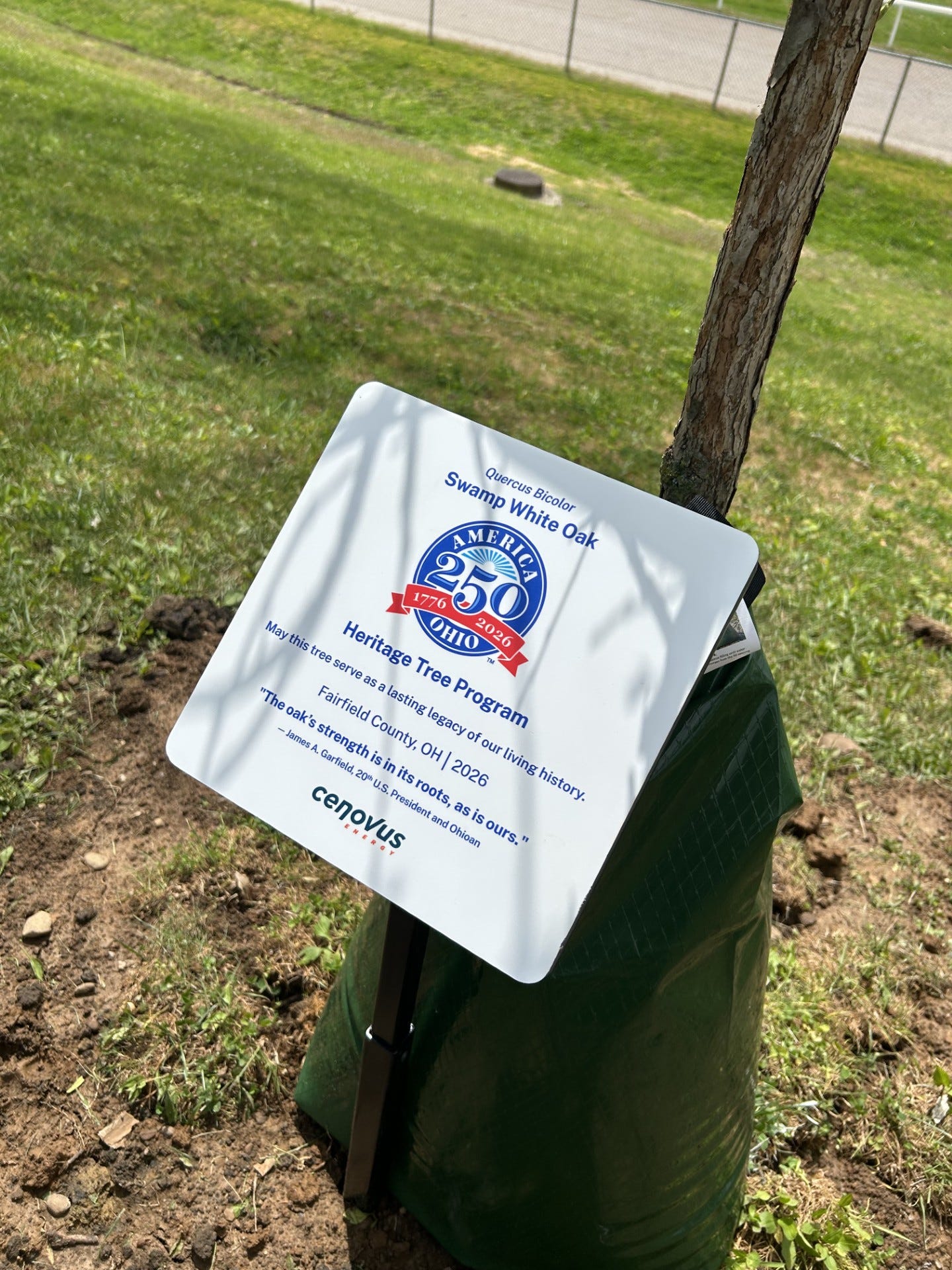 Fairfield County plants white oak for America 250 celebration