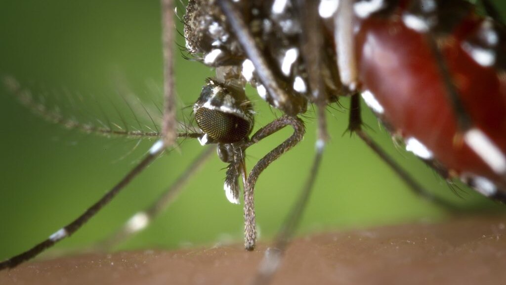 Invasive 'barbecue stopper' Asian tiger mosquito detected away from ...