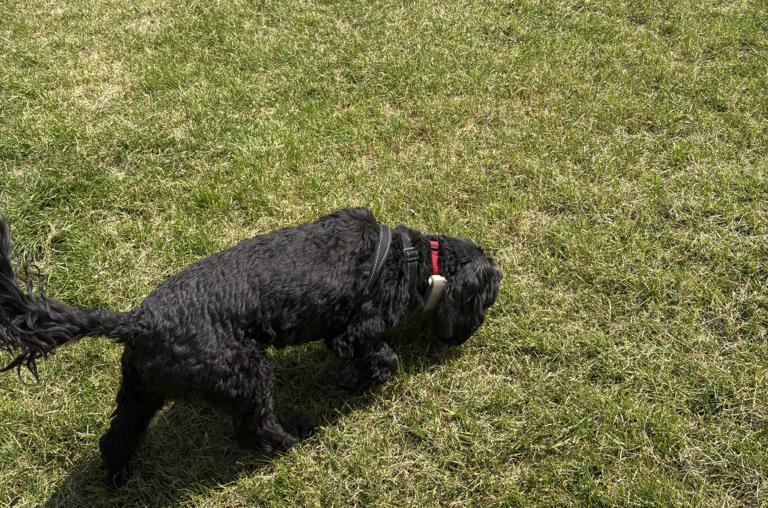 I tried the Tractive GPS tracker for dogs – it pleasantly surprised me